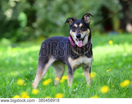 Mongrel Dog Images, Illustrations & Vectors (Free) - Bigstock