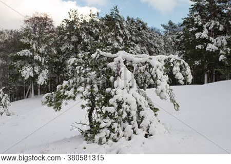 Low-growing Pine Image & Photo (Free Trial) | Bigstock