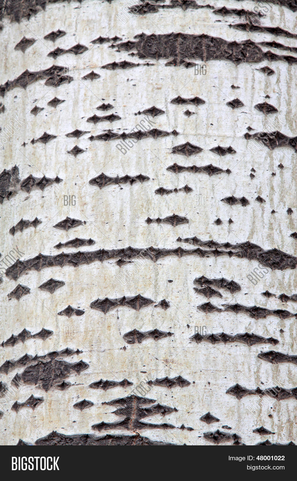 Old Populus Tomentosa Image & Photo (Free Trial) | Bigstock
