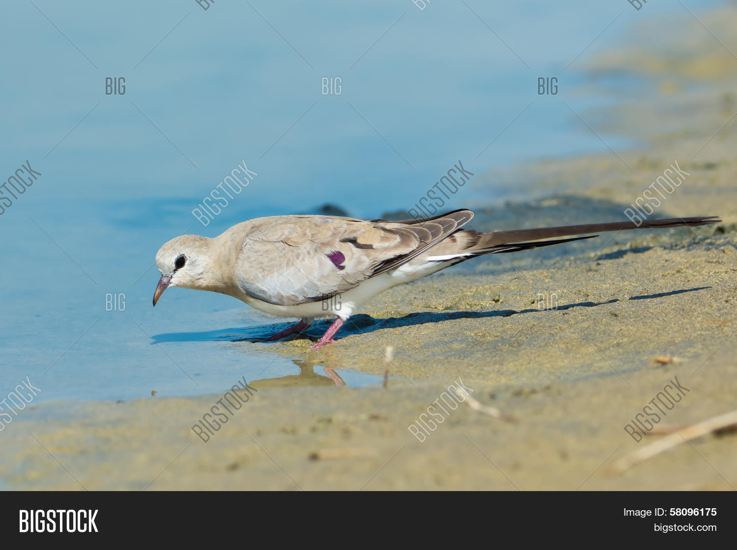 Female Namaqua Dove ( Image & Photo (Free Trial) | Bigstock
