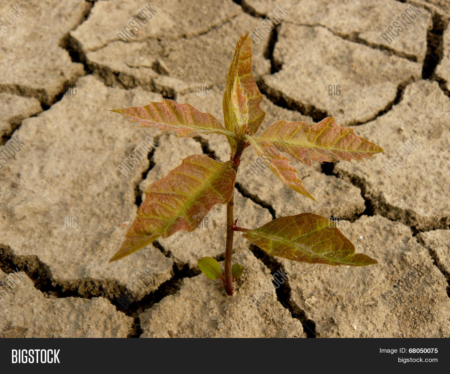Red Oak Tree Sapling Image & Photo (Free Trial) | Bigstock