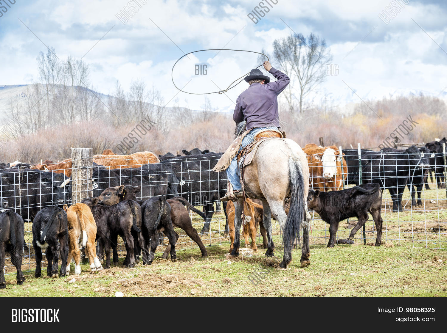 Cowboys Catching Newly Image & Photo (Free Trial) | Bigstock
