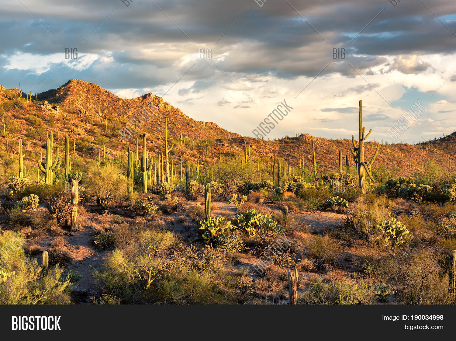 Saguaro Cactus Sonoran Image & Photo (Free Trial) | Bigstock