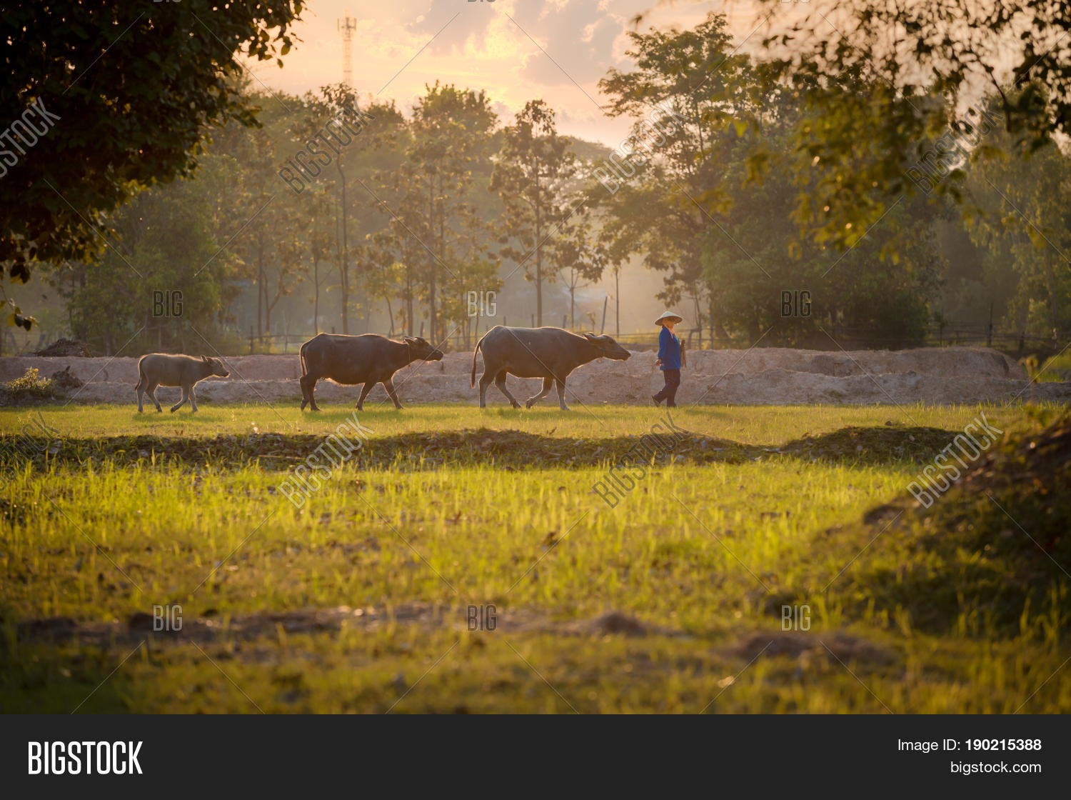 Asian Farmer Buffalo Image & Photo (Free Trial) | Bigstock