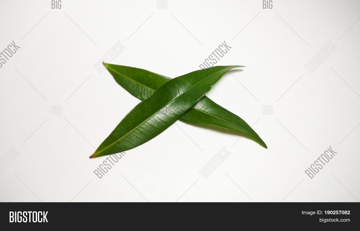 Two Cross Leaf Photo Image & Photo (Free Trial) | Bigstock