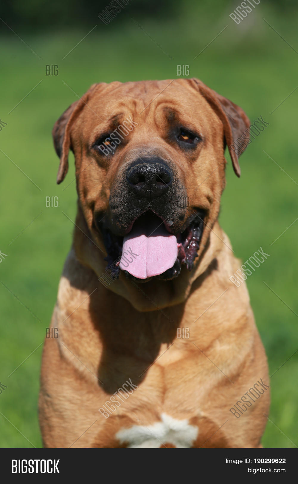 Tosa Inu Sheperd Image & Photo (Free Trial) | Bigstock