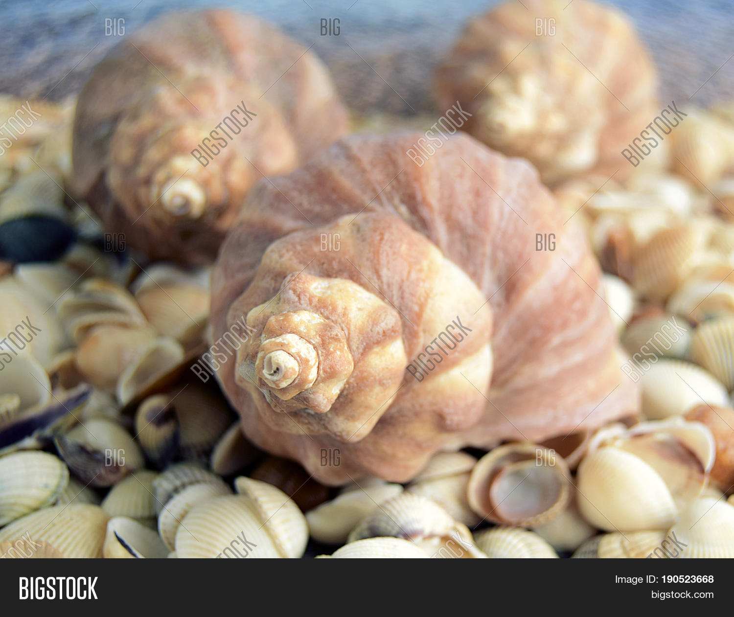 Sea Cockleshells Image & Photo (Free Trial) | Bigstock