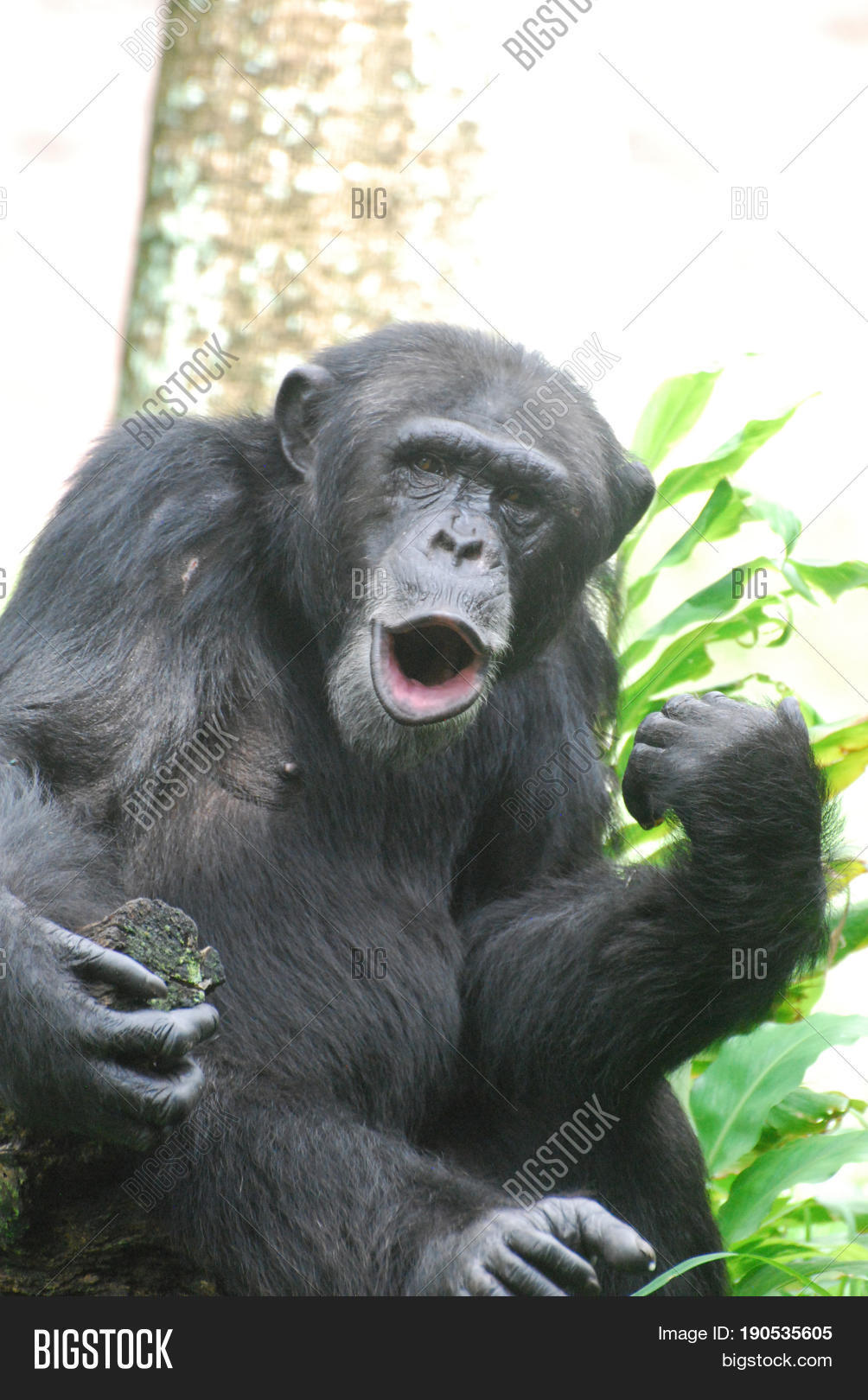 Cute Chimpanzee Making Image & Photo (Free Trial) | Bigstock