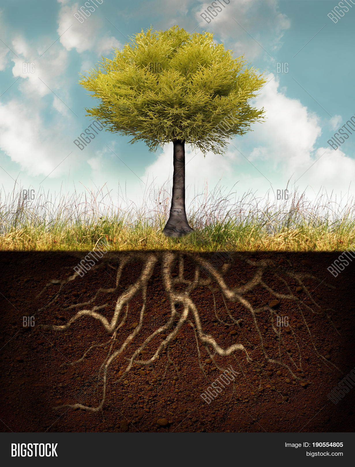 Tree Roots Underground