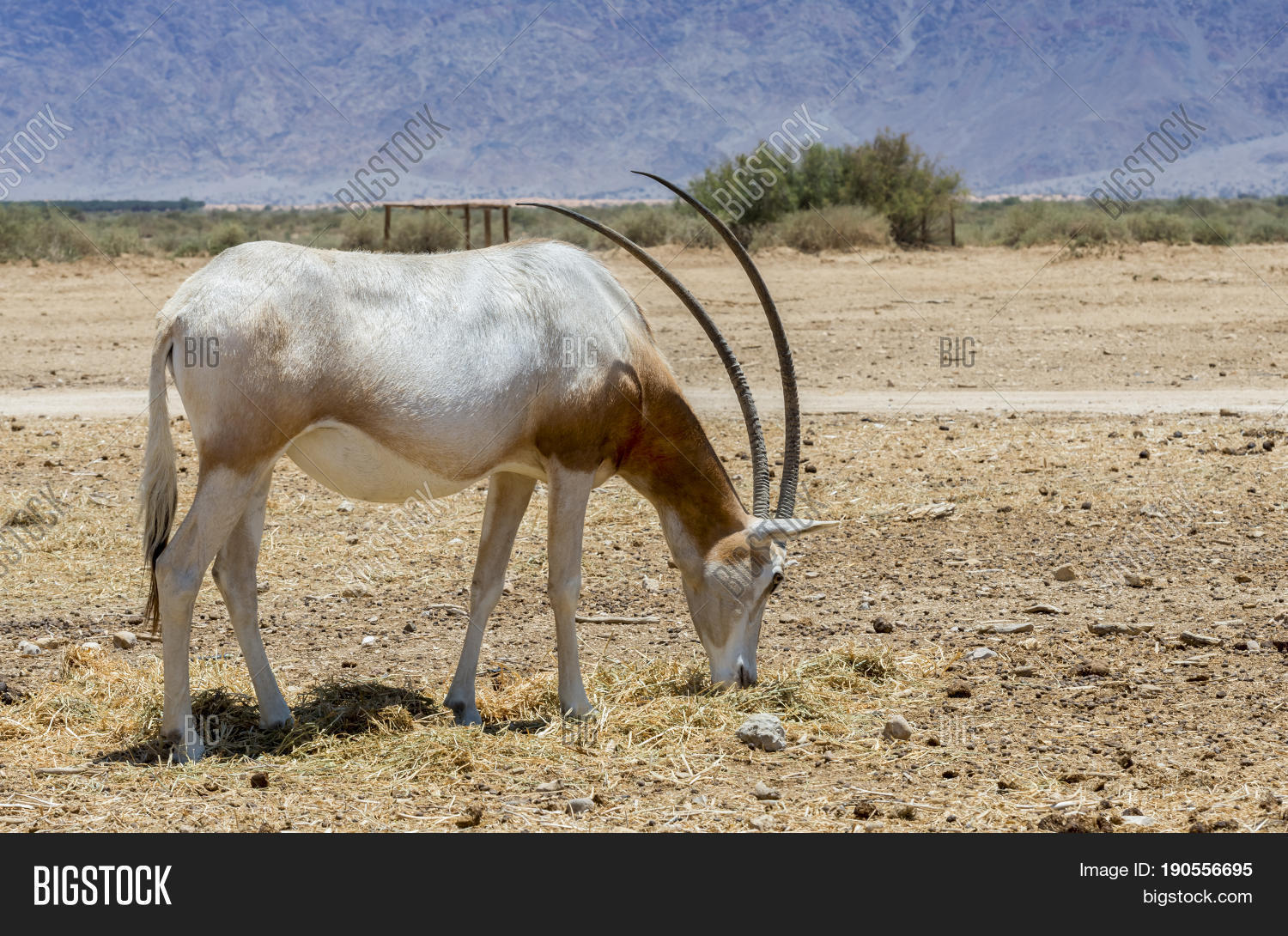 Antelope Scimitar Horn Image & Photo (Free Trial) | Bigstock