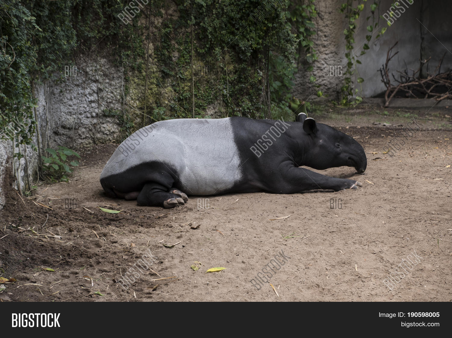 Resting Malayan Tapir Image & Photo (Free Trial) | Bigstock