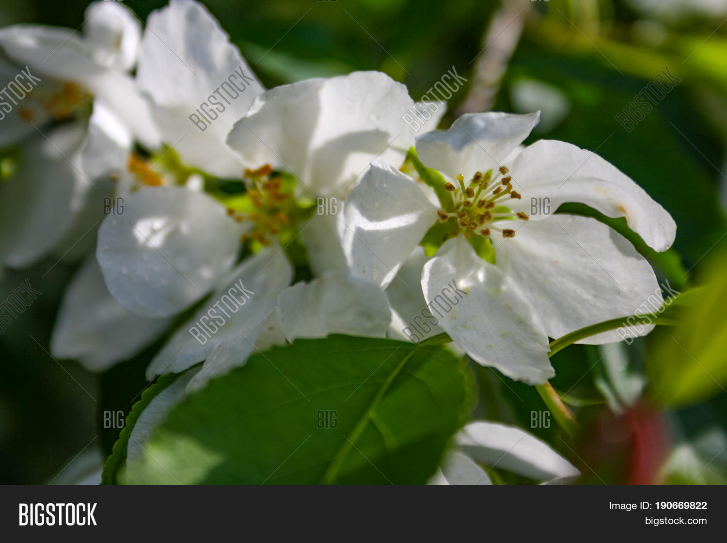 Apple Trees 图片和照片（免费试用） | Bigstock