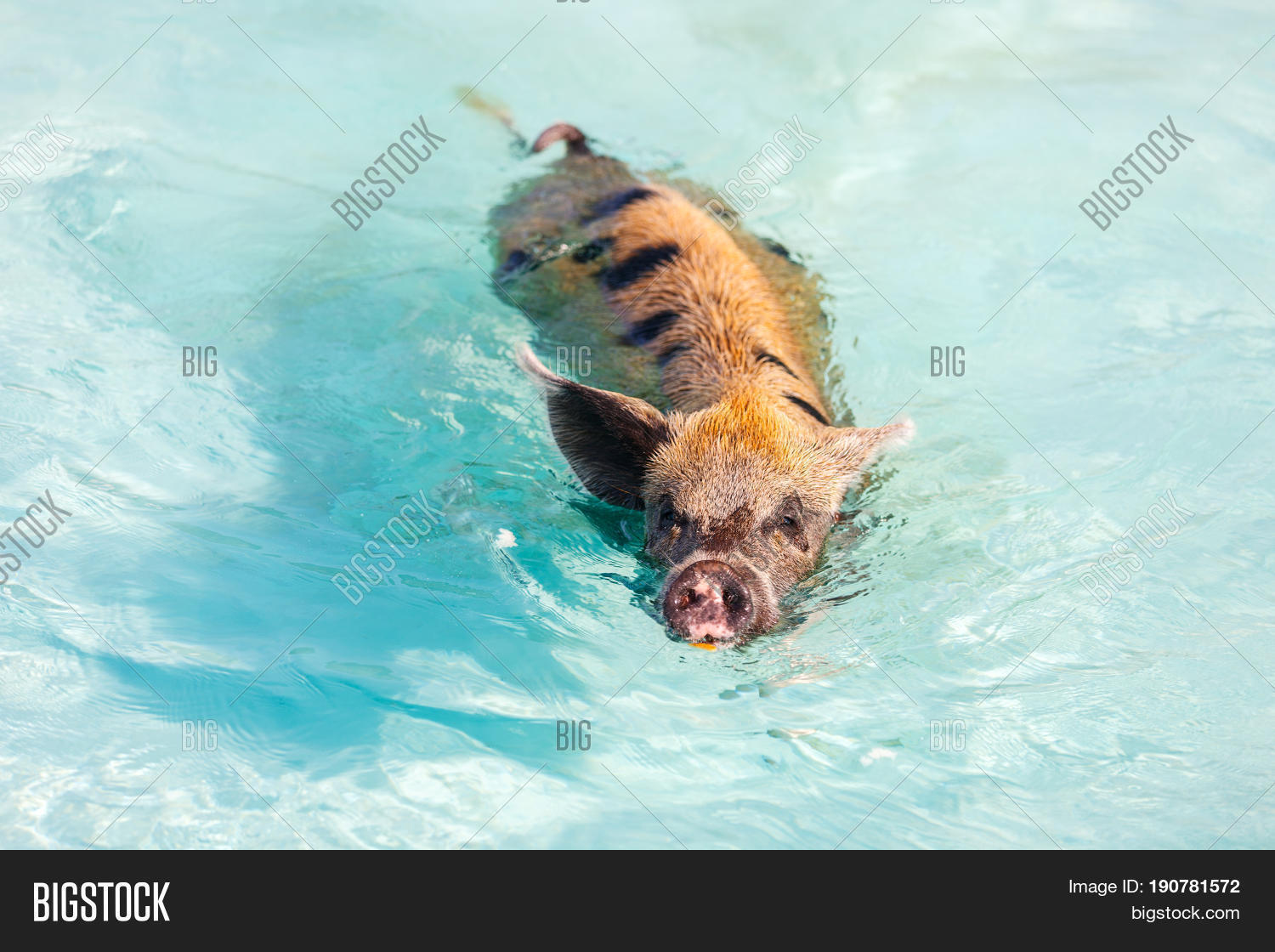 Pig Swimming Water Image & Photo (Free Trial) | Bigstock
