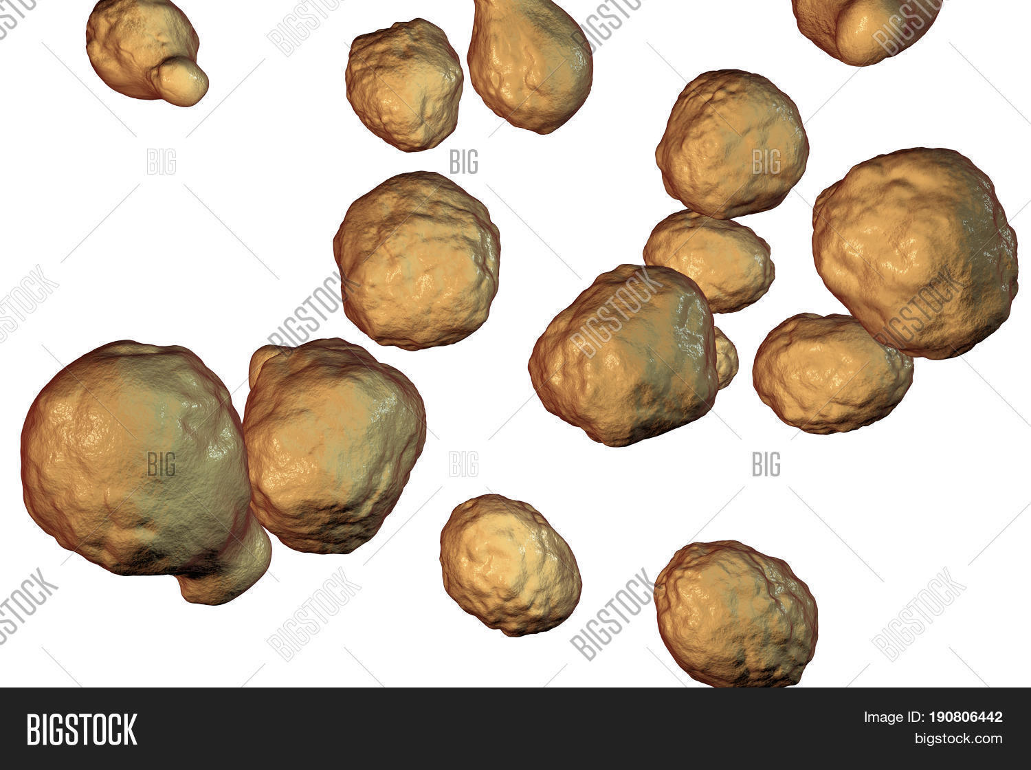 Pathogenic Yeast Image & Photo (Free Trial) | Bigstock