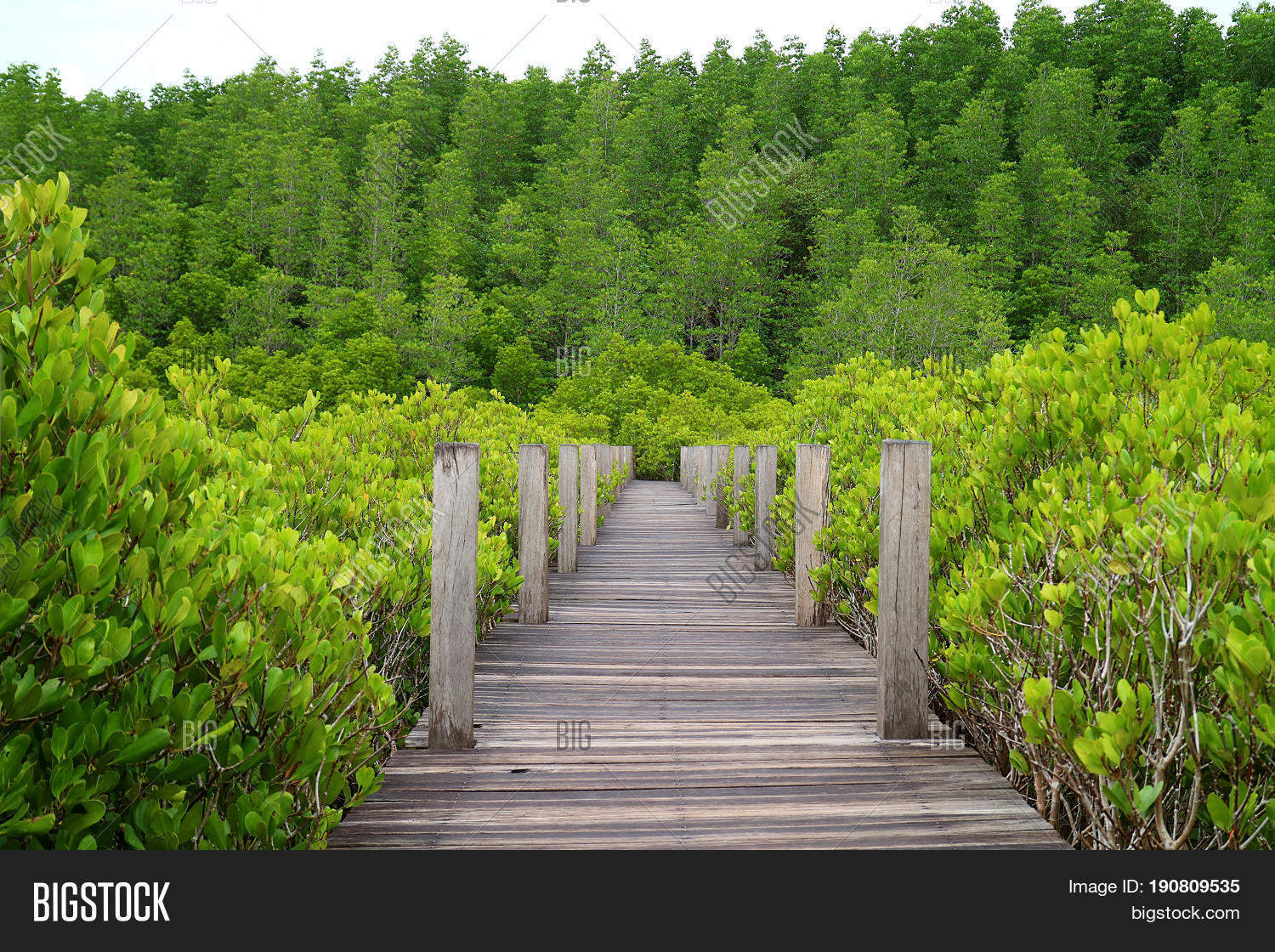 Nature Boardwalk Image & Photo (Free Trial) | Bigstock