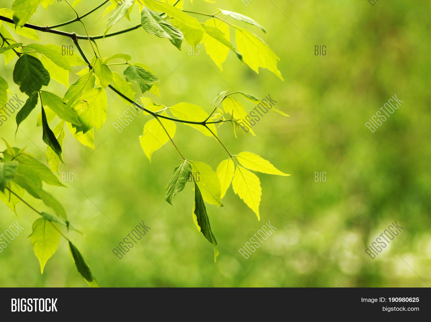 Fresh Green Leaves Image & Photo (Free Trial) | Bigstock