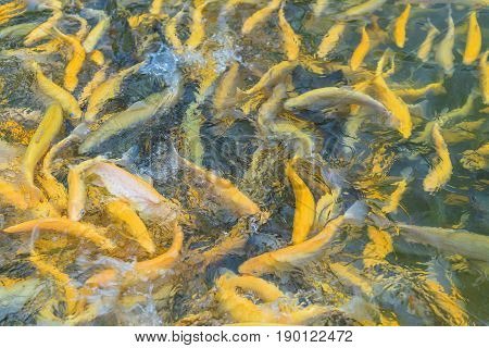 Close Adult Amber Image & Photo (Free Trial) | Bigstock