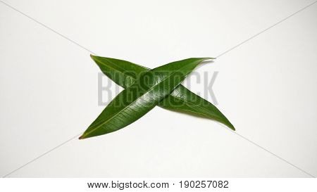Two Cross Leaf Photo Image & Photo (Free Trial) | Bigstock