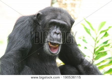 Chimp Wiggling His Image & Photo (Free Trial) | Bigstock