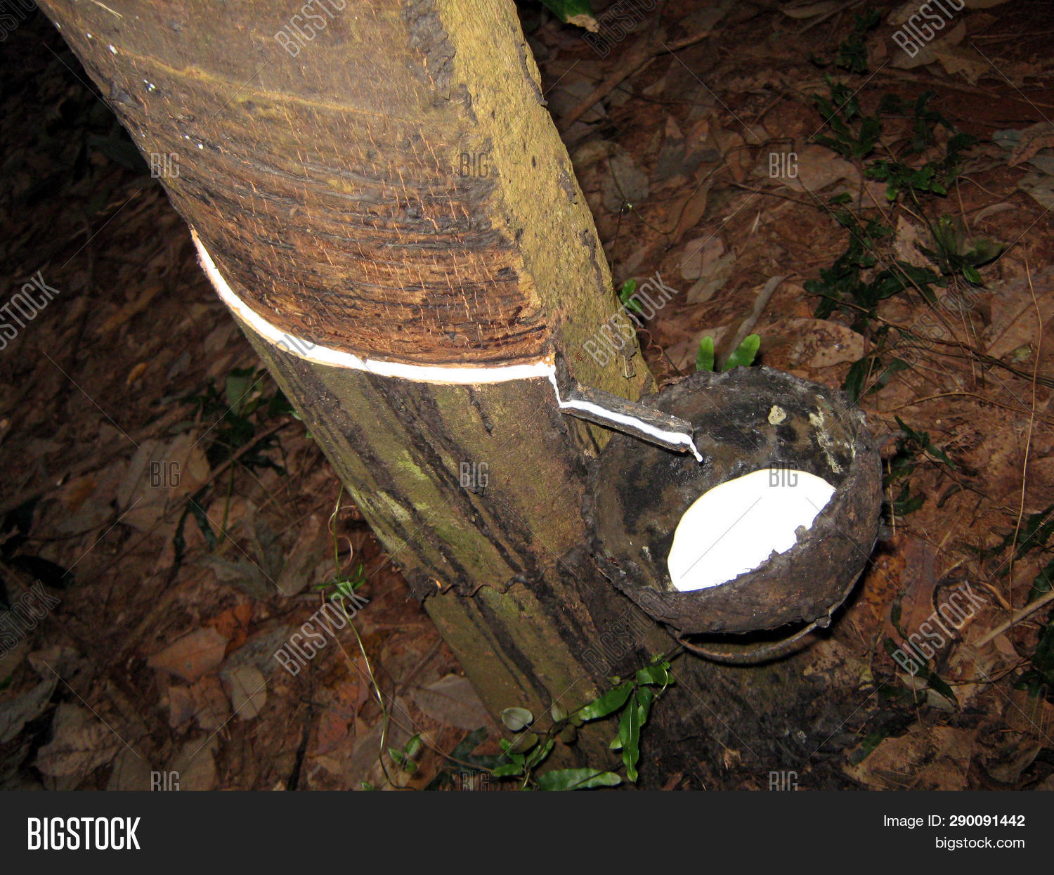 Rubber Tree. Image & Photo (Free Trial) | Bigstock