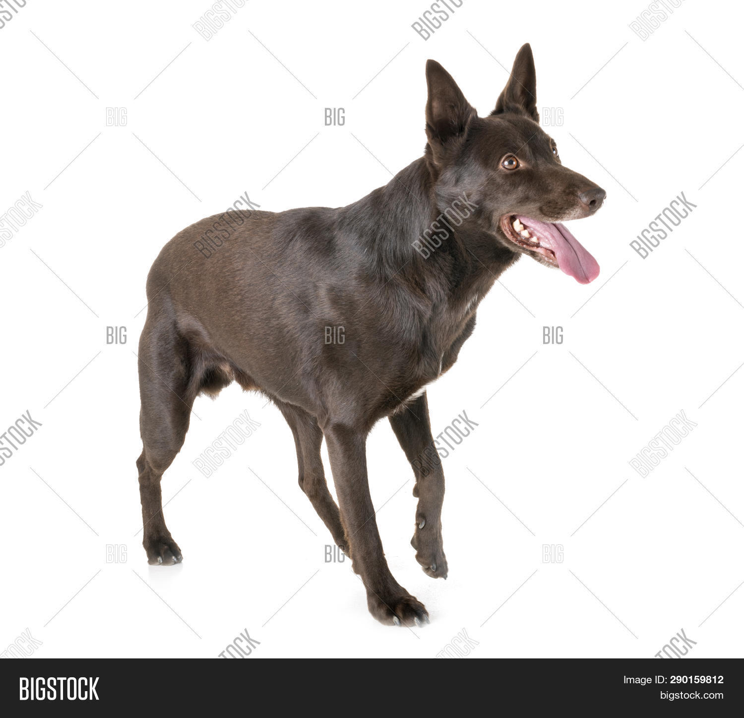 Australian Kelpie Image & Photo (Free Trial) | Bigstock