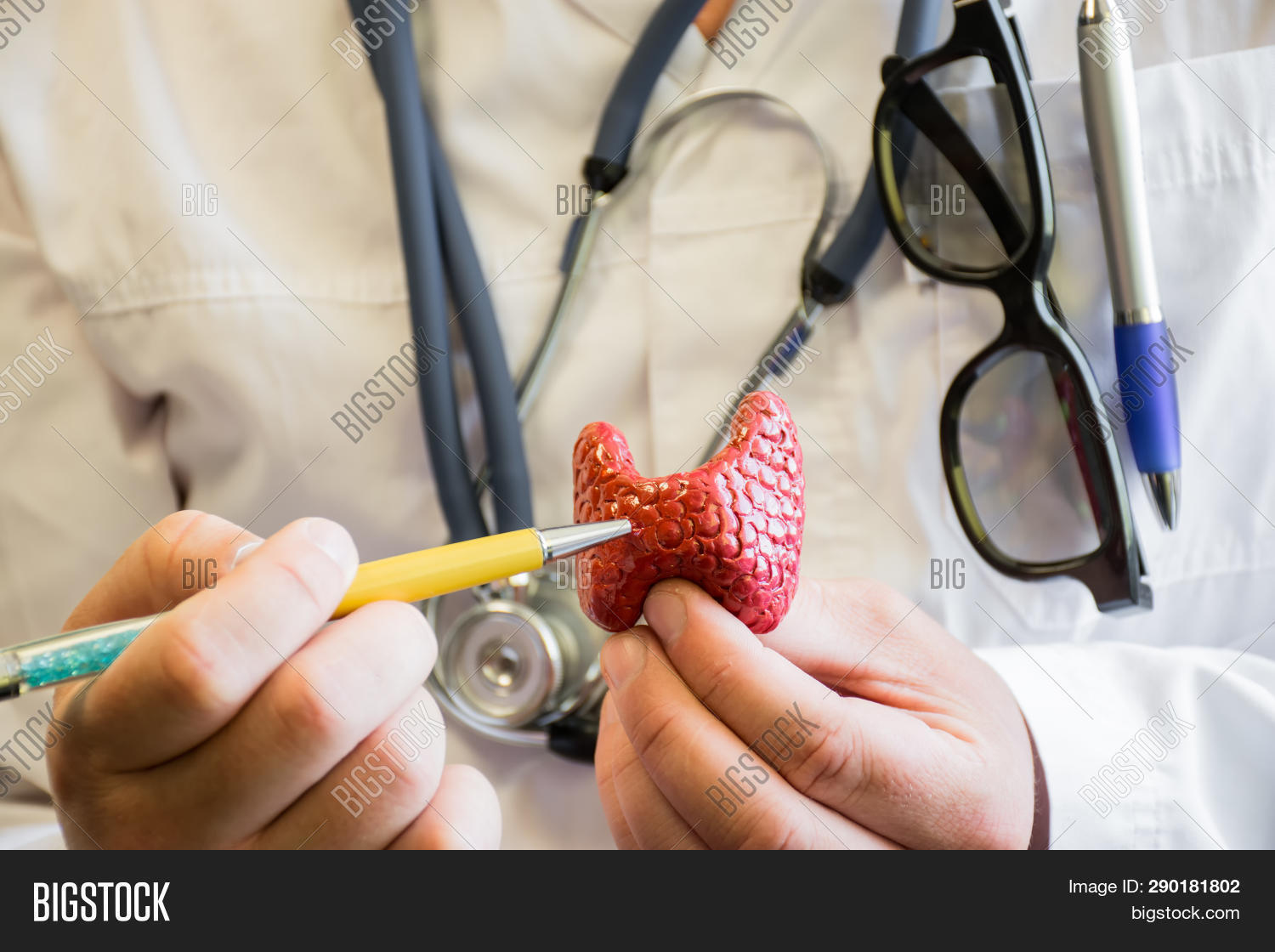 Thyroid Gland Doctor Image And Photo Free Trial Bigstock