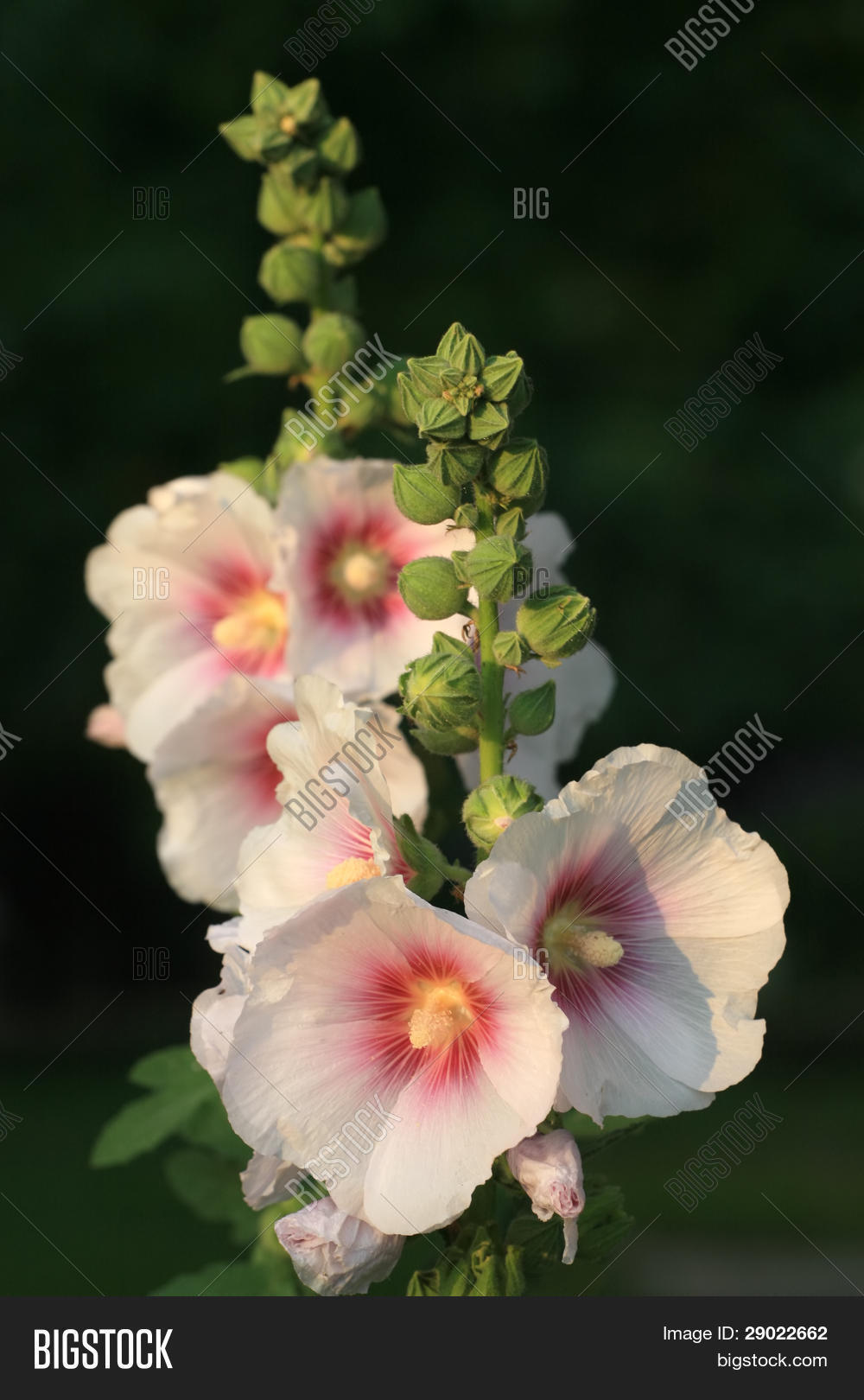Imagen y foto Flor De Malvavisco (prueba gratis) | Bigstock