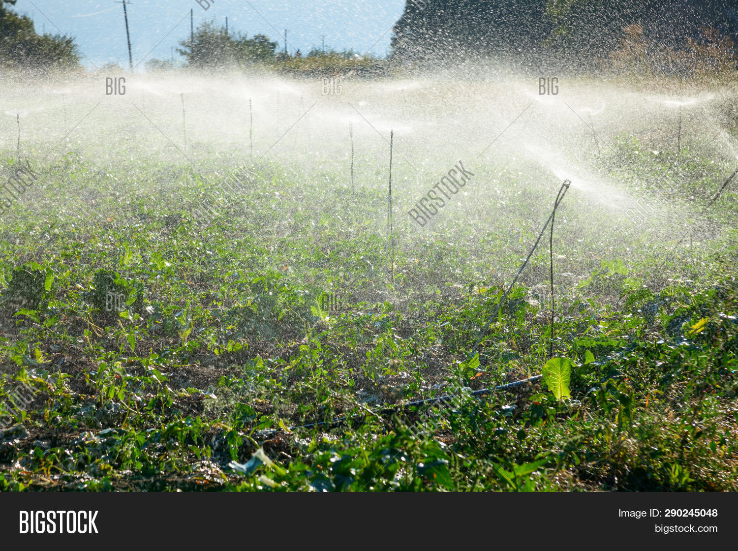 Watering Crops. Image & Photo (Free Trial) | Bigstock