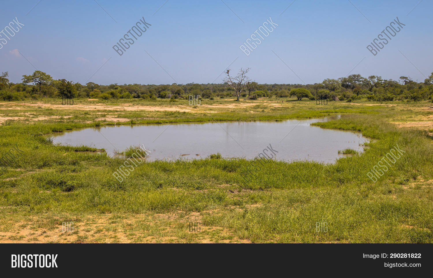 Waterhole Savanna Area Image & Photo (Free Trial) | Bigstock