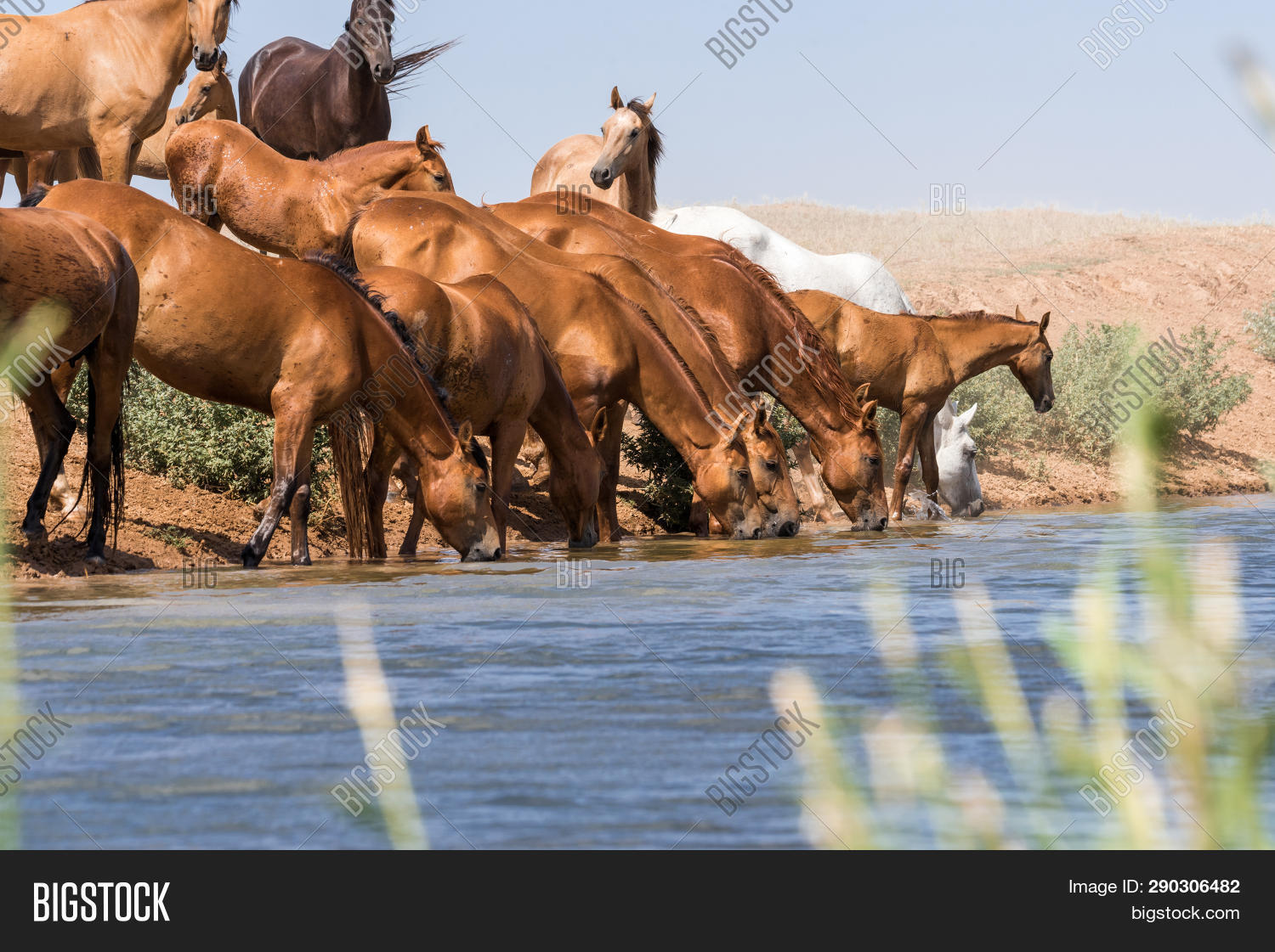 Horses Watering Place Image & Photo (Free Trial) | Bigstock