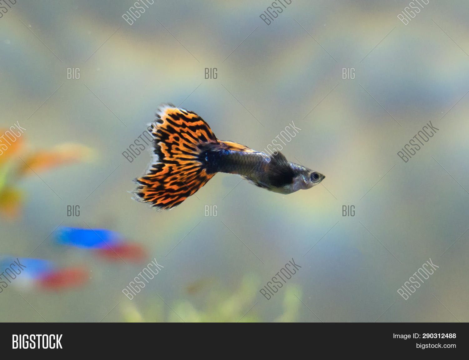 Guppy Freshwater Image & Photo (Free Trial) | Bigstock
