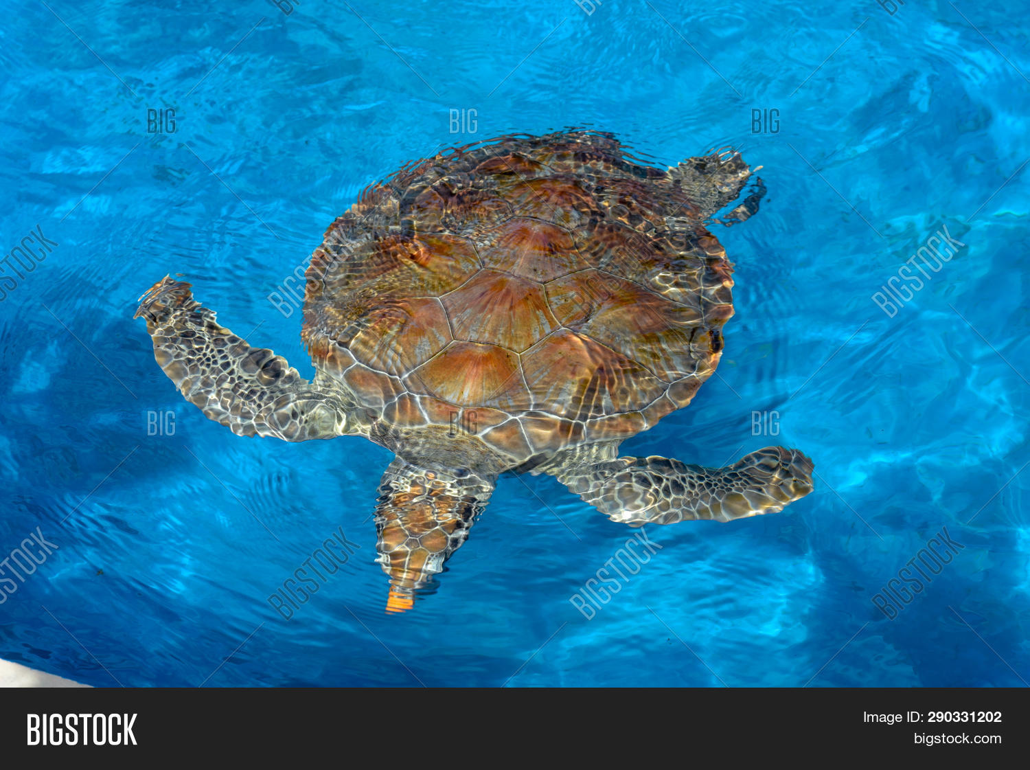 Turtle Swimming Image & Photo (Free Trial) | Bigstock