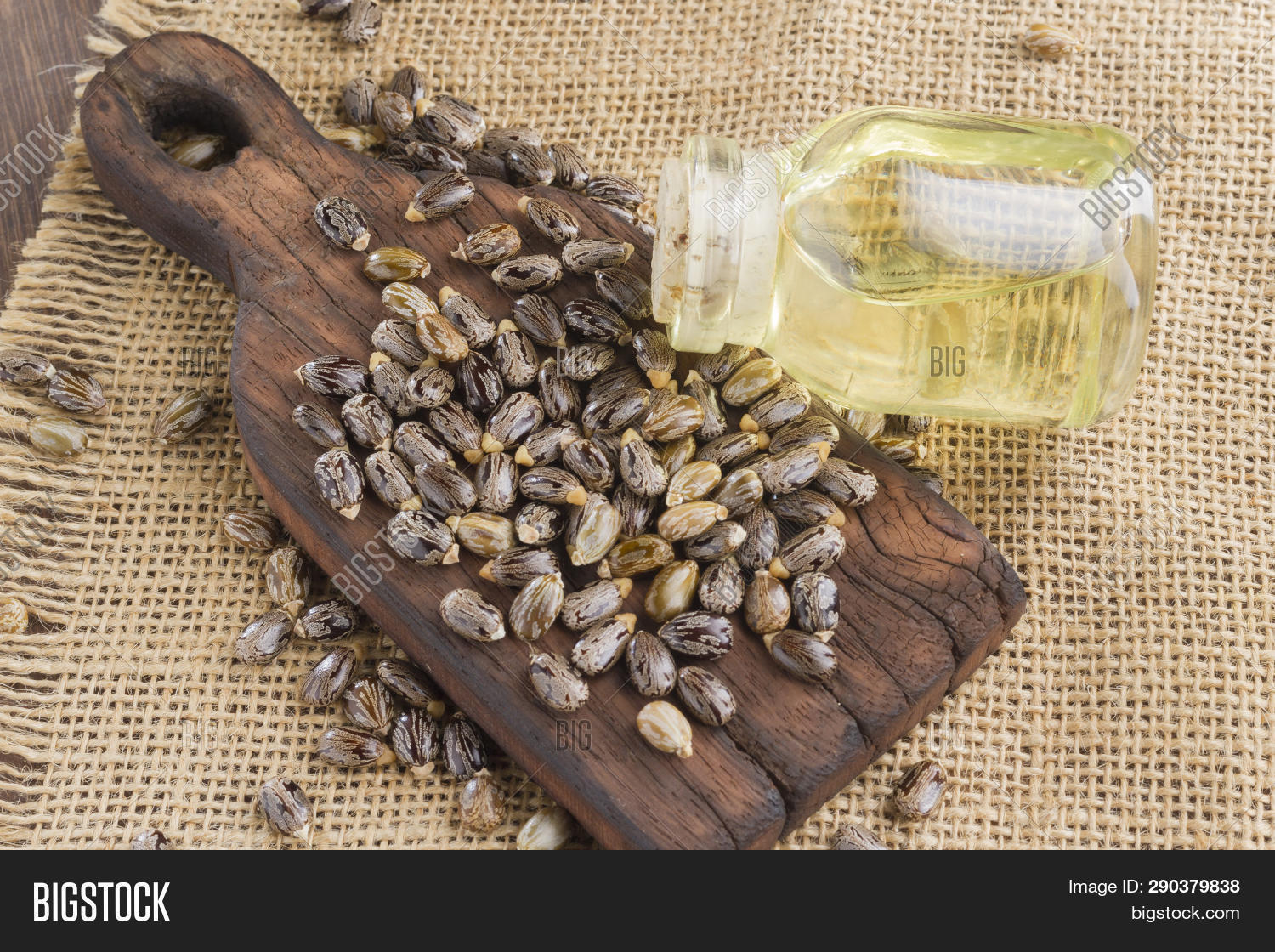 Seeds Castor Oil On Image & Photo (Free Trial) | Bigstock