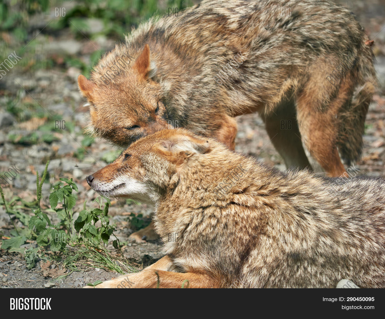 Two Jackals Resting On Image & Photo (Free Trial) | Bigstock
