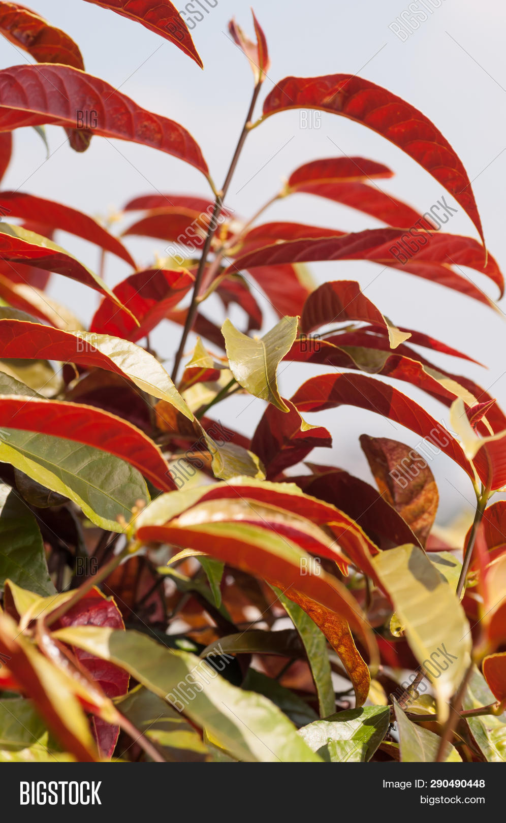 Chinese Croton Plant Image & Photo (Free Trial) | Bigstock