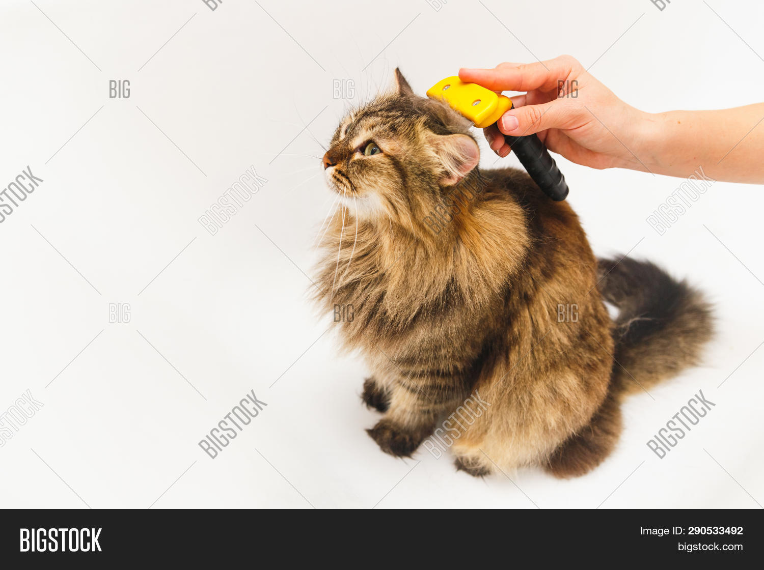 Girl Scratching Cat Image & Photo (Free Trial) | Bigstock