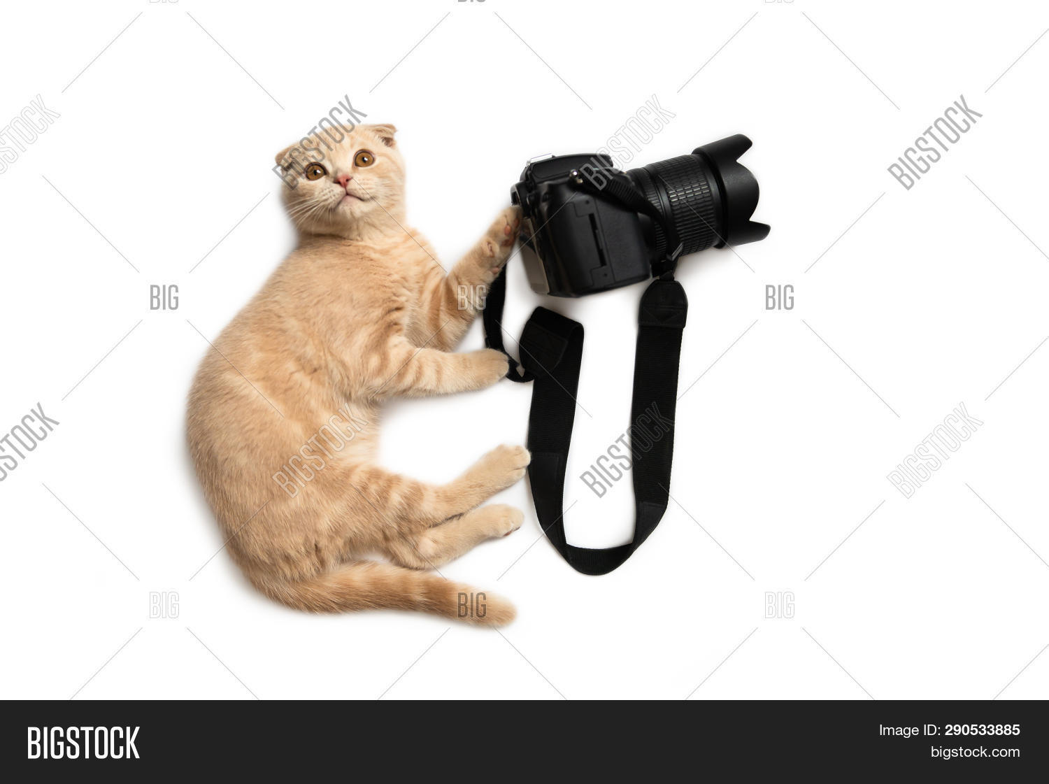 Funny Cat Camera Image & Photo (Free Trial) | Bigstock