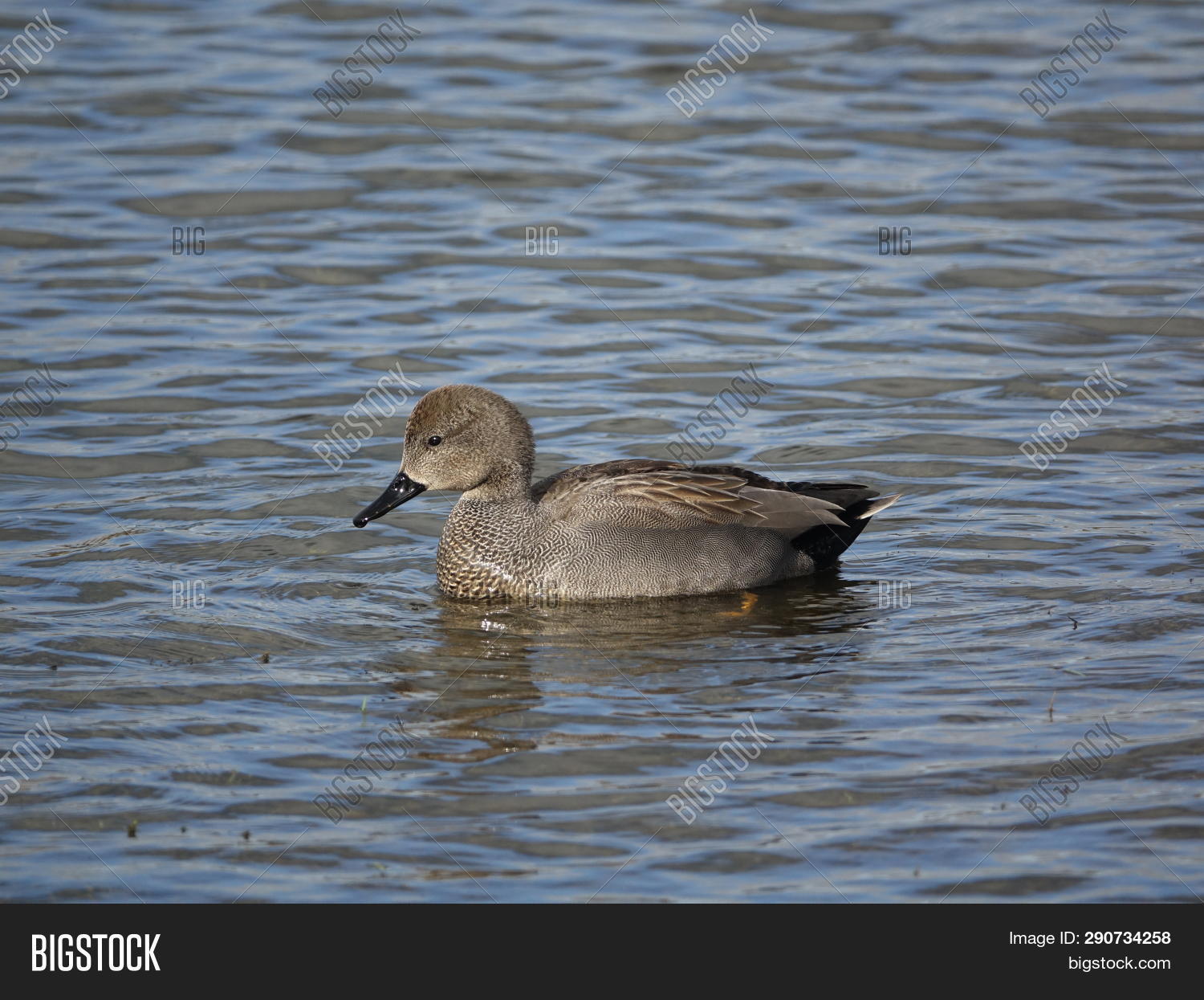 Male Gadwall (anas Image & Photo (Free Trial) | Bigstock