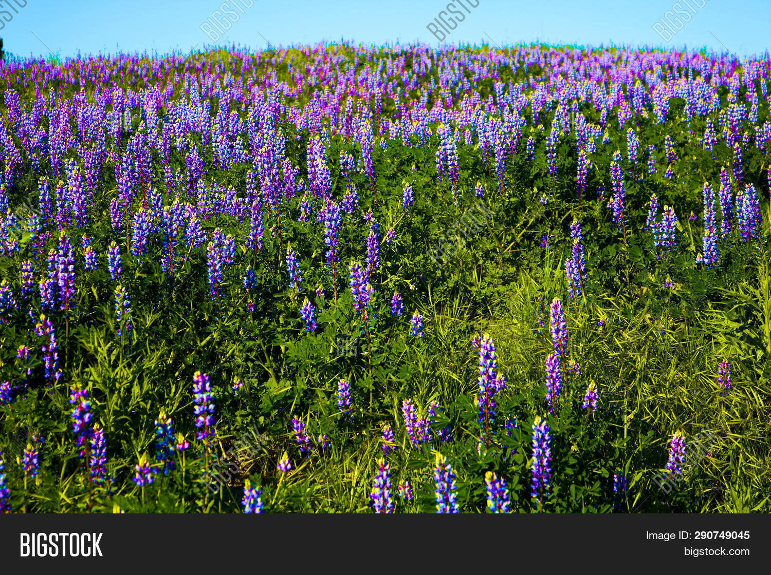 Lush Green Field Image & Photo (Free Trial) | Bigstock