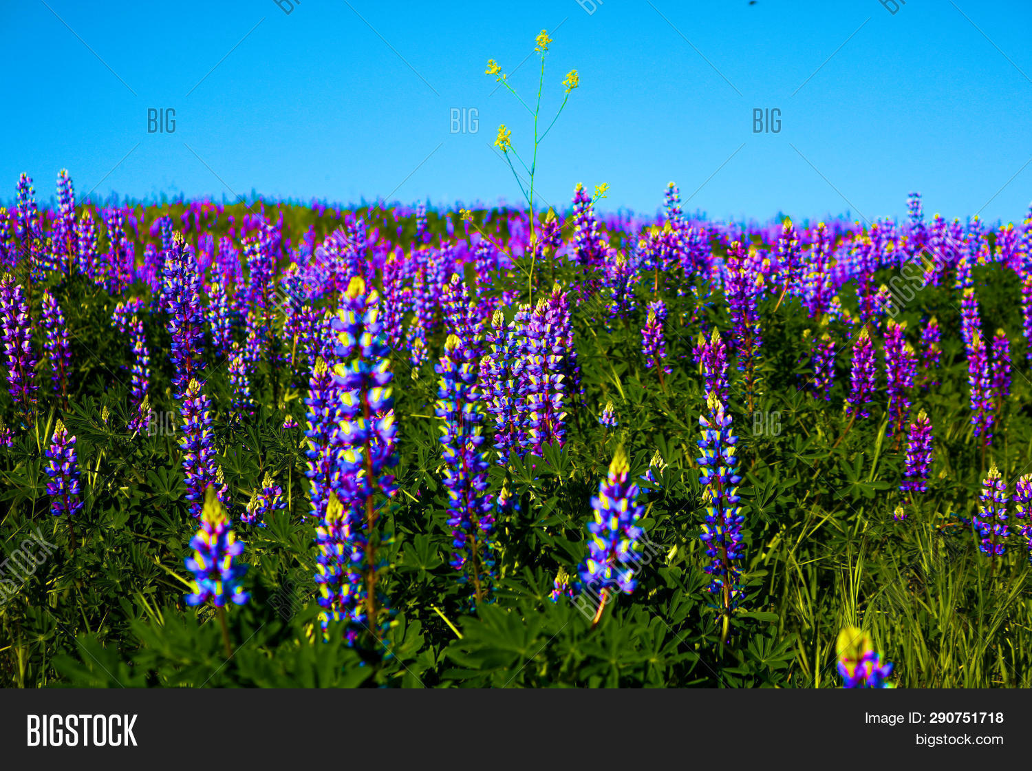 Field Lupine Image & Photo (Free Trial) | Bigstock