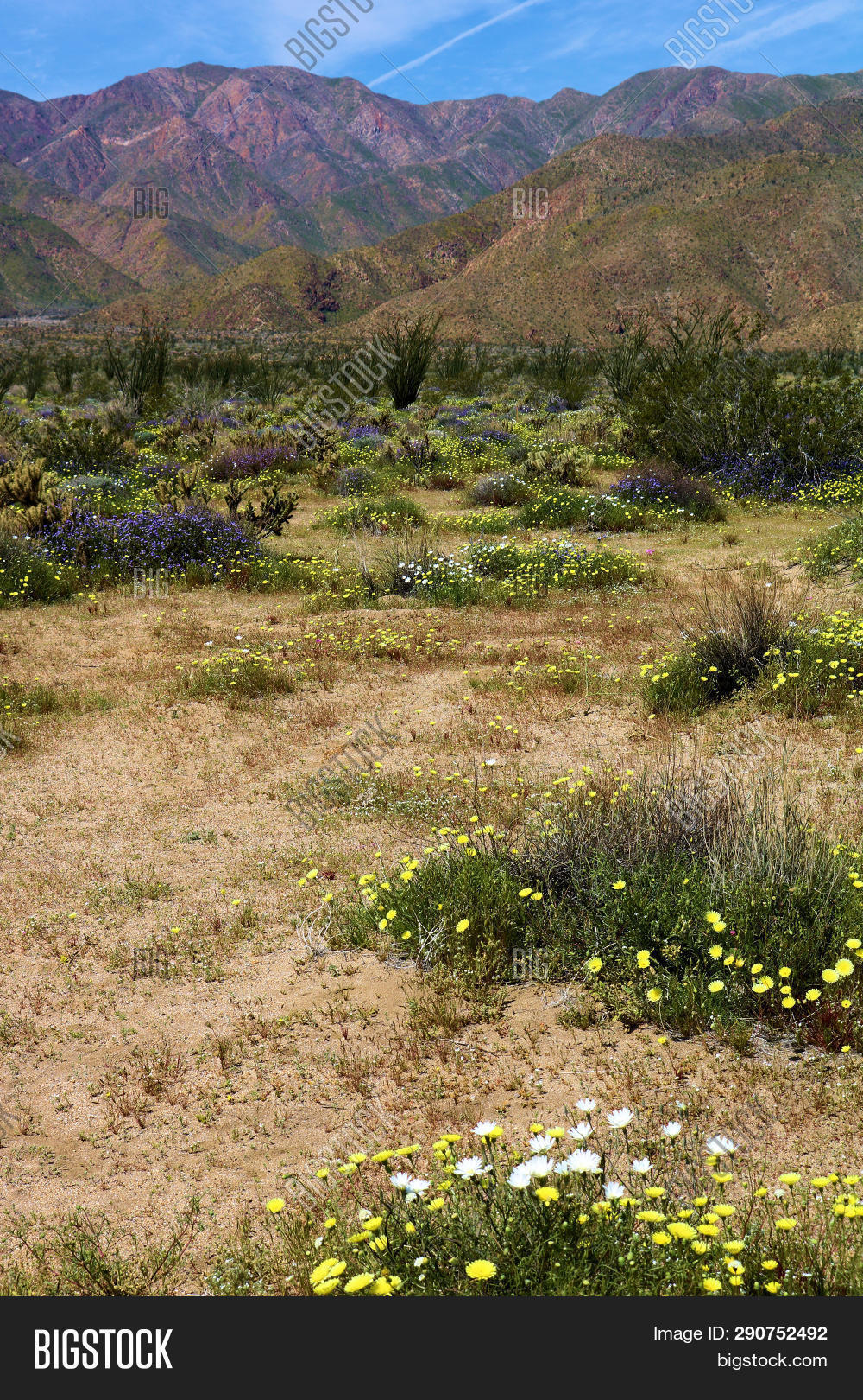 Chaparral Plants Image & Photo (Free Trial) | Bigstock