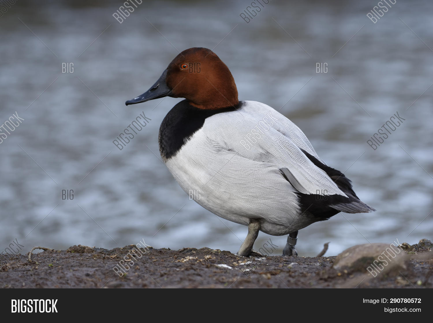 Canvasback Duck Pictures