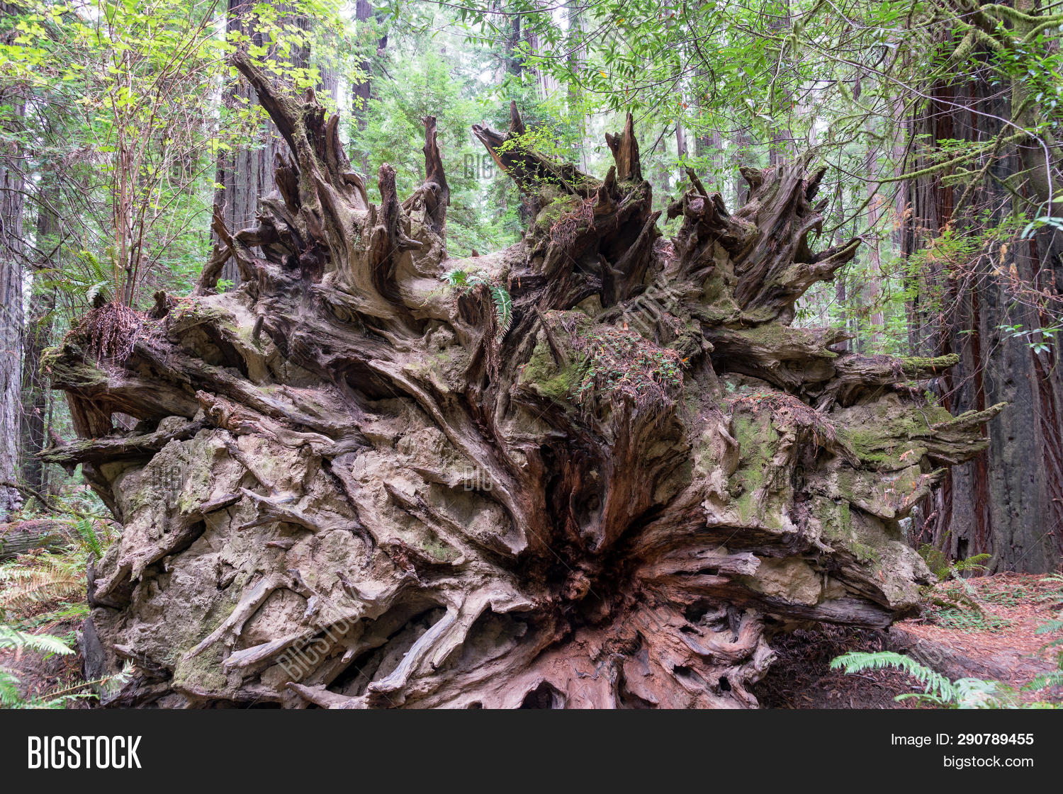Roots Massive Fallen Image & Photo (Free Trial) | Bigstock