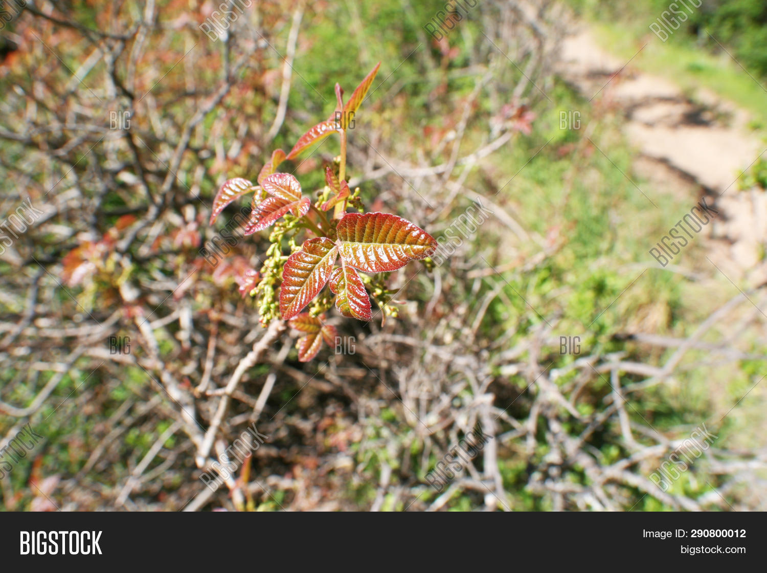 Red Poison Oak Leaf Image & Photo (Free Trial) | Bigstock