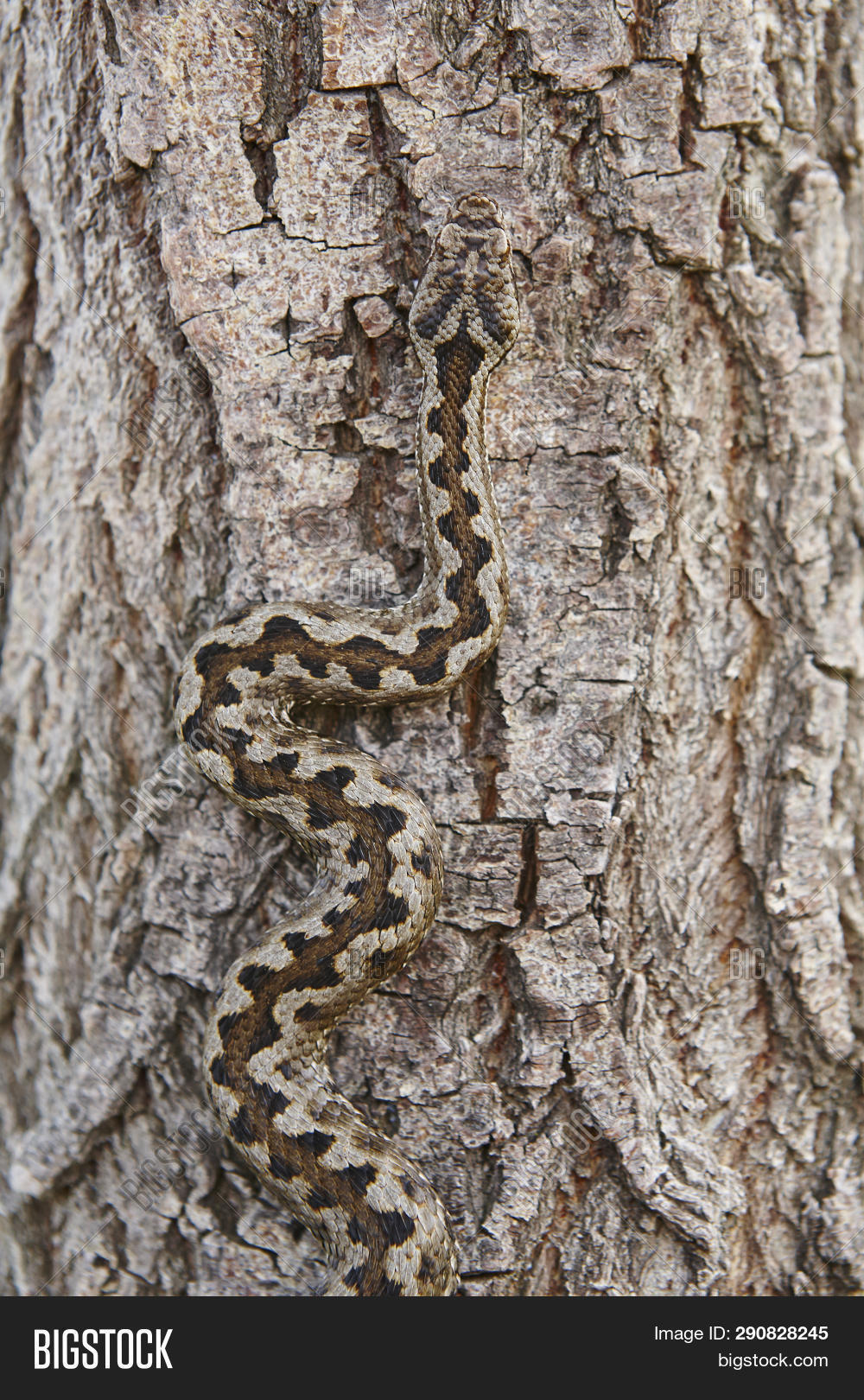 Snake Camouflage. Image & Photo (Free Trial) | Bigstock