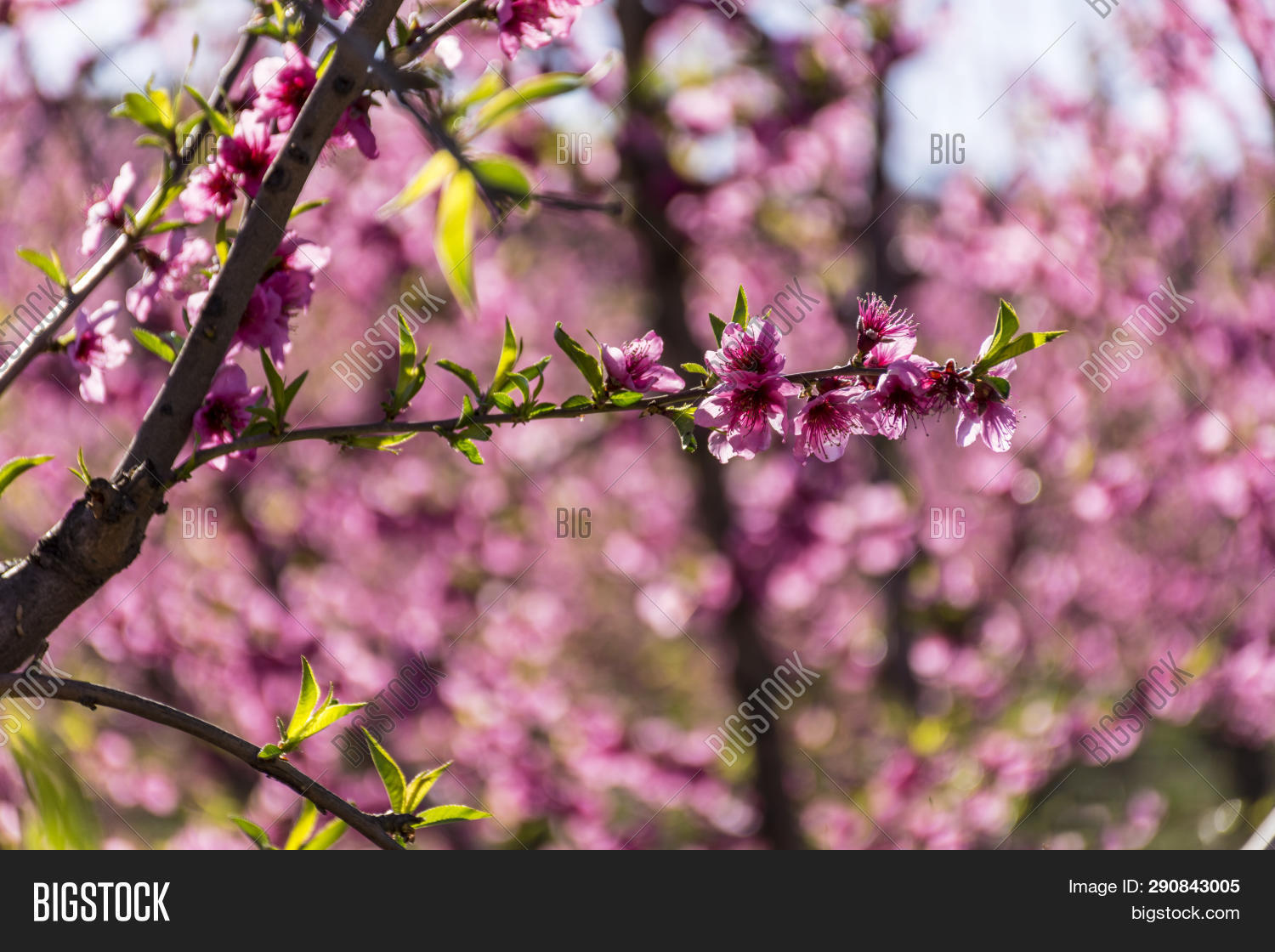 Peach Tree Bloom, Pink Image & Photo (Free Trial) | Bigstock