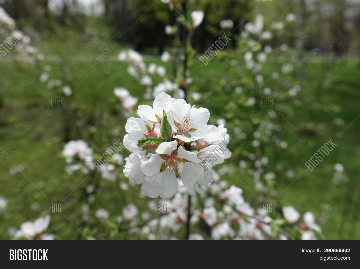 Bunch White Flowers Image & Photo (Free Trial) | Bigstock