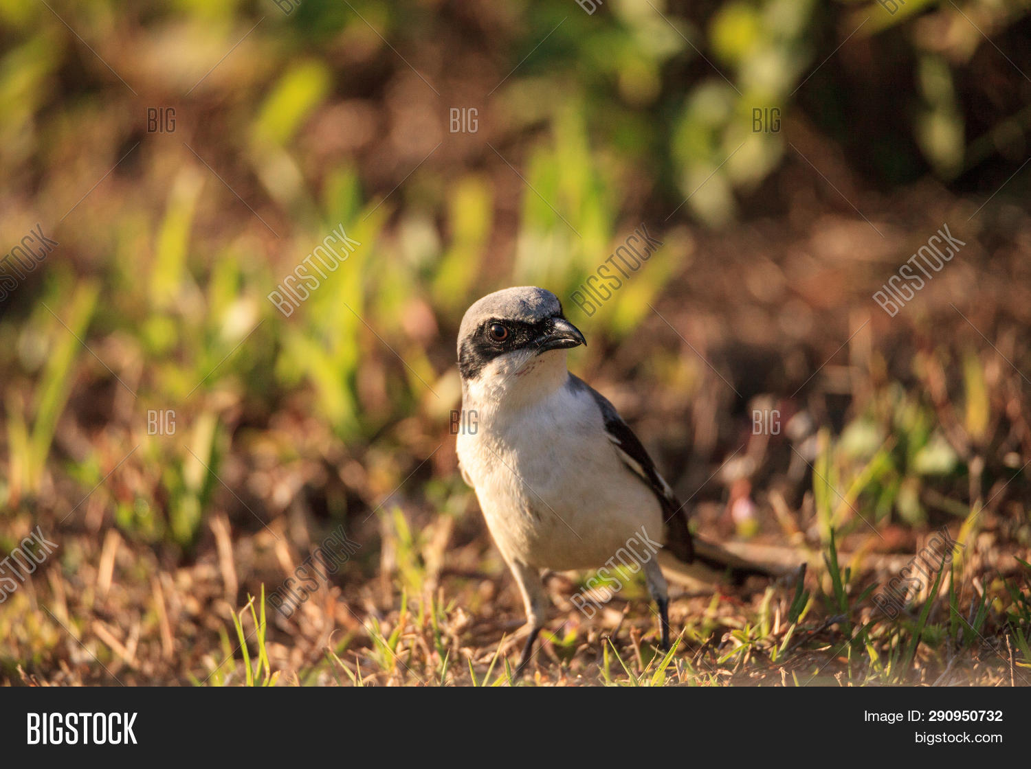 Loggerhead Shrike Bird Image & Photo (Free Trial) | Bigstock