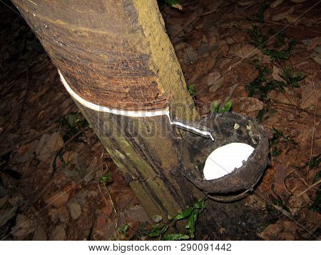 Rubber Tree. Image & Photo (Free Trial) | Bigstock
