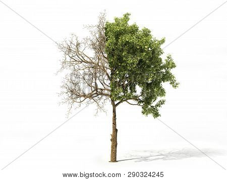 Realistic Tree Half Image & Photo (Free Trial) | Bigstock